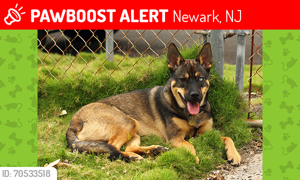 Newark, NJ Lost Male Dog, Rico Is Missing | PawBoost