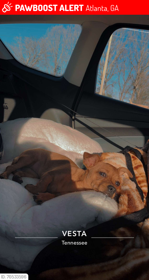 Atlanta, GA Lost Female Dog, Bola Is Missing | PawBoost