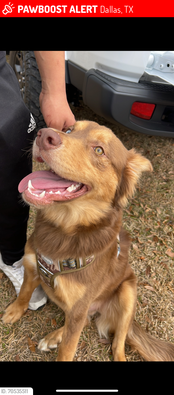 Dallas, TX Lost Male Dog, Spooky Is Missing | PawBoost
