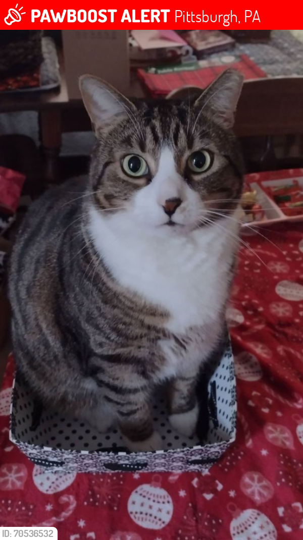 Pittsburgh, PA Lost Male Cat, Gemini Is Missing | PawBoost