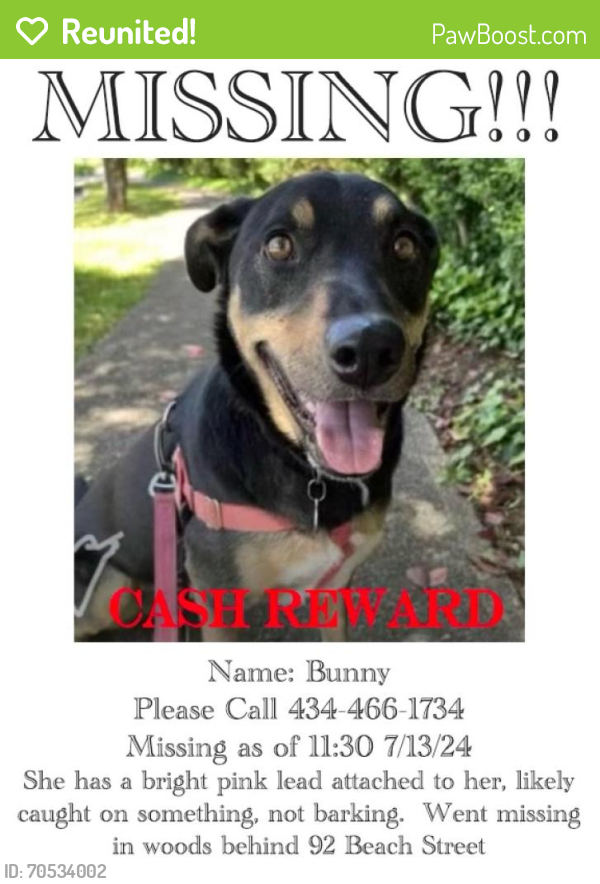 Reunited Female Dog in Westerly, RI 02891 (ID: 70534002) | PawBoost