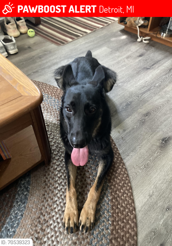 Detroit, MI Lost Female Dog, Trinity Is Missing | PawBoost