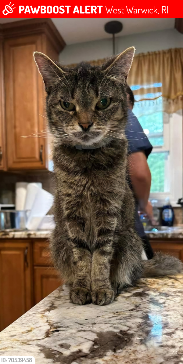 West Warwick, RI Lost Female Cat, Lilly Is Missing | PawBoost