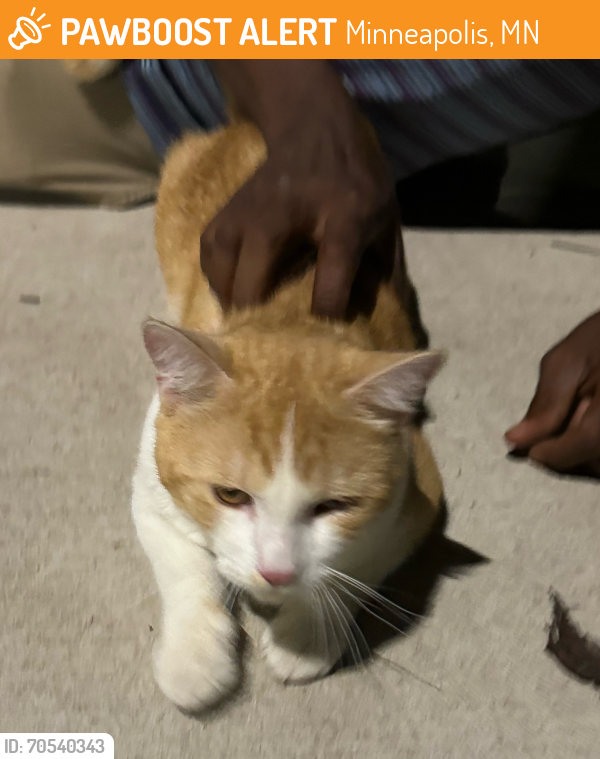 Minneapolis, MN Stray Male Cat Found Near 37th and Bryant Ave S Mpls ...