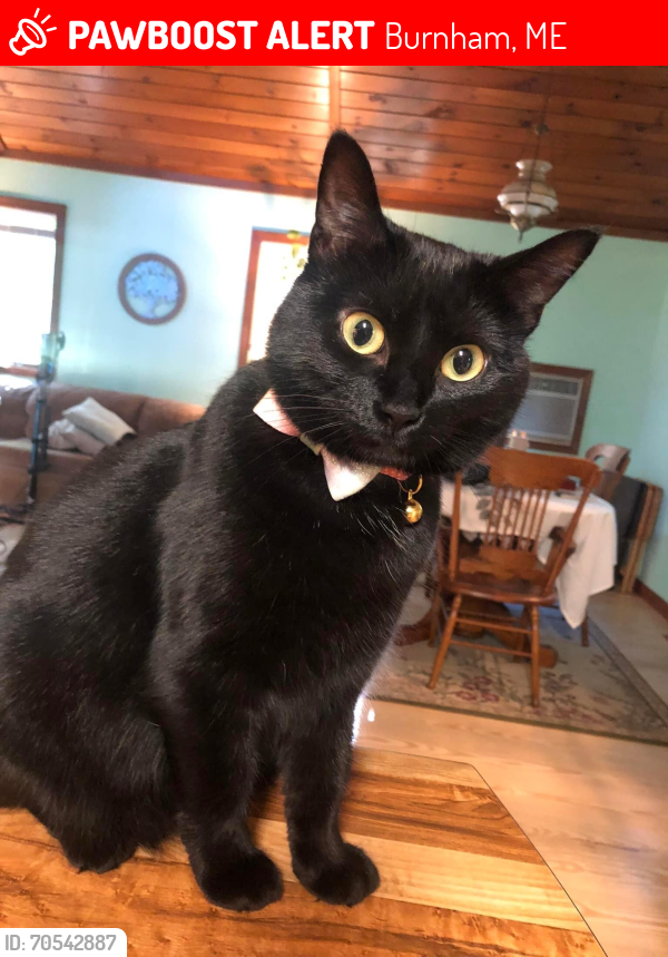Burnham, ME Lost Female Cat, June (junie) Is Missing | PawBoost