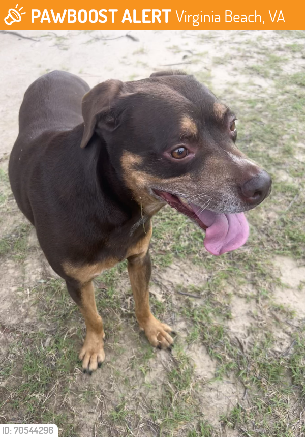 Virginia Beach, VA Stray Male Dog Found Near Redwing golf course | PawBoost