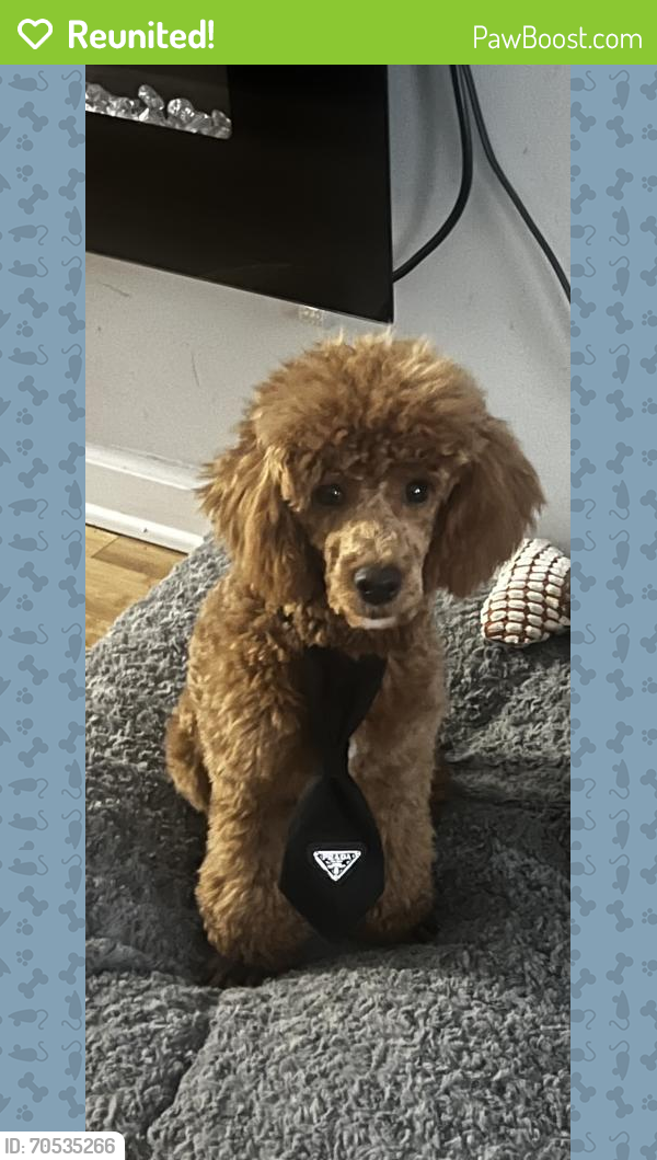 Reunited Male Dog in Philadelphia, PA 19133 (ID: 70535266) | PawBoost