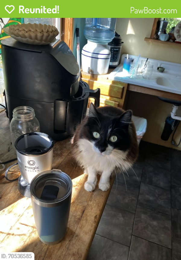 Reunited Female Cat in Trinidad, CA 95570 (ID: 70536585) | PawBoost