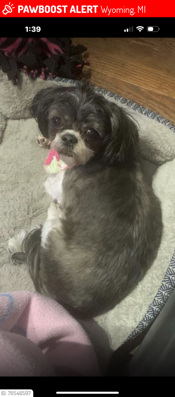 Wyoming, MI Lost Female Dog, Princess Is Missing | PawBoost