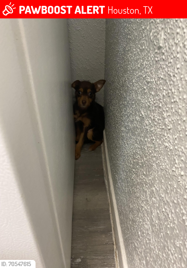 Houston, TX Lost Female Dog, Honey Is Missing | PawBoost