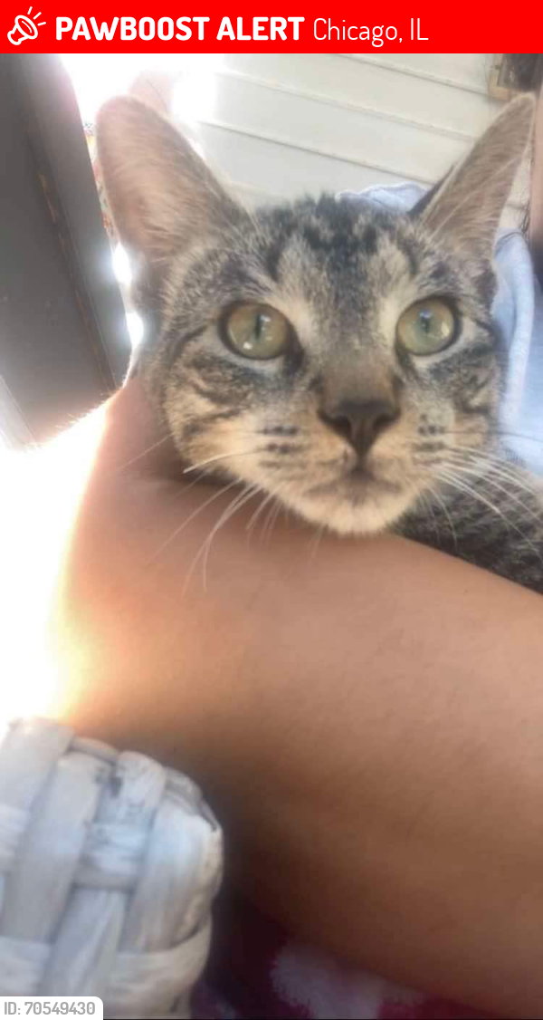 Chicago, IL Lost Male Cat, Ocasio Is Missing | PawBoost
