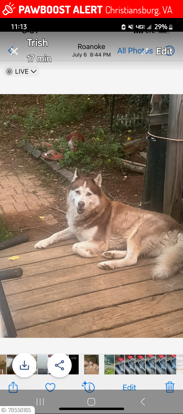 Christiansburg, VA Lost Male Dog, Guinness Is Missing | PawBoost