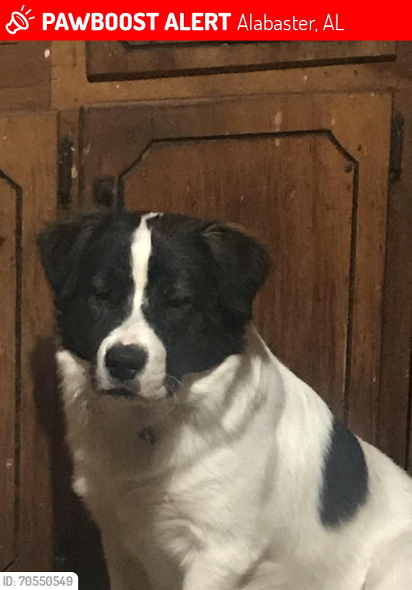 Alabaster, AL Lost Male Dog, Panda Is Missing | PawBoost