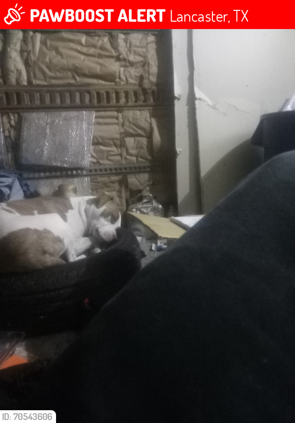 Lancaster, TX Lost Female Dog, Freya Is Missing | PawBoost
