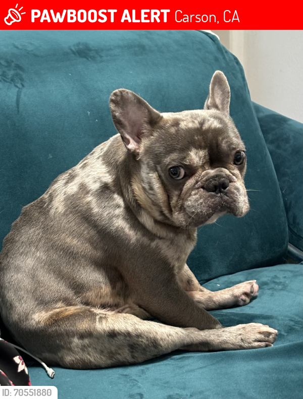 Carson, CA Lost Male Dog, Bruno Is Missing | PawBoost