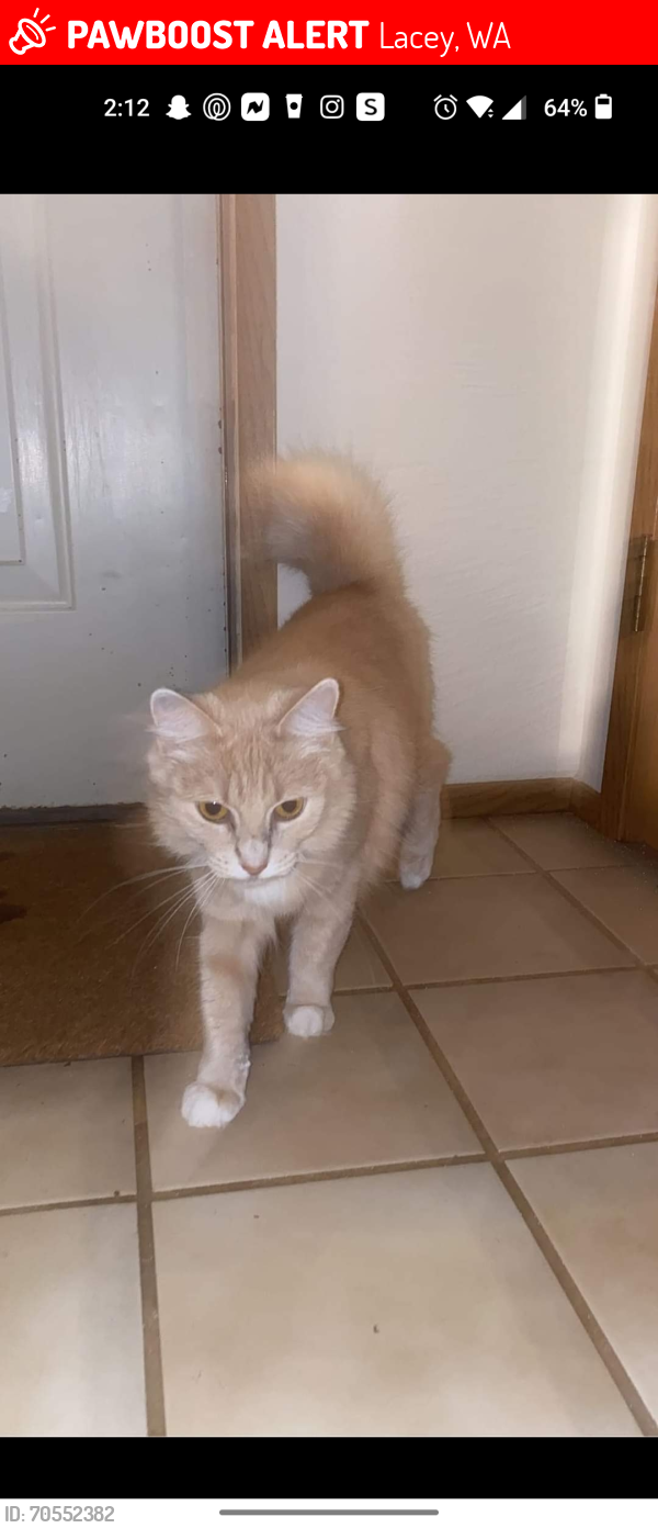 Lacey, WA Lost Female Cat, Halo Is Missing | PawBoost