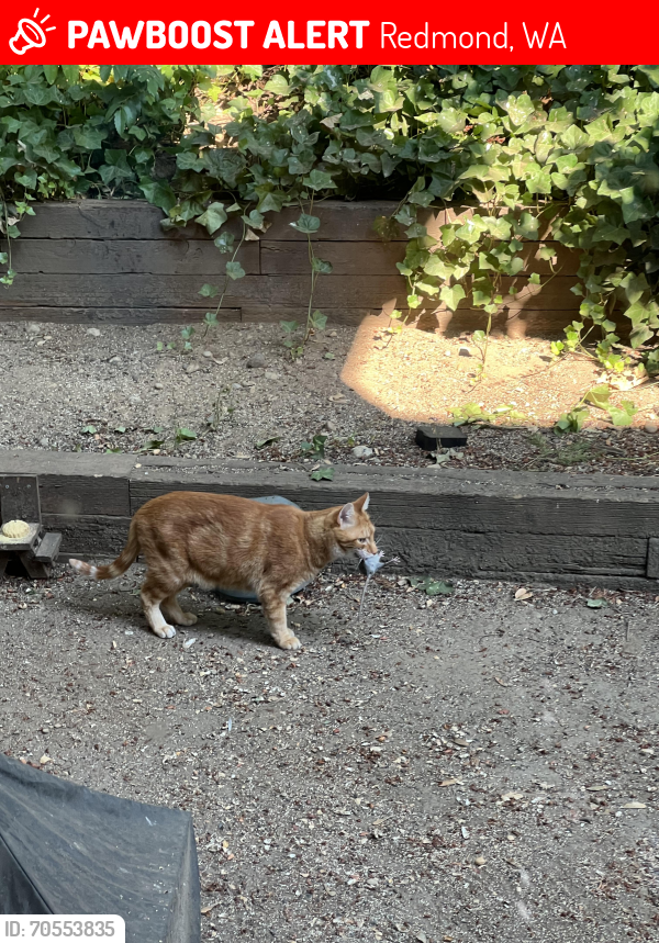 Redmond, WA Lost Male Cat, Ginger Is Missing | PawBoost