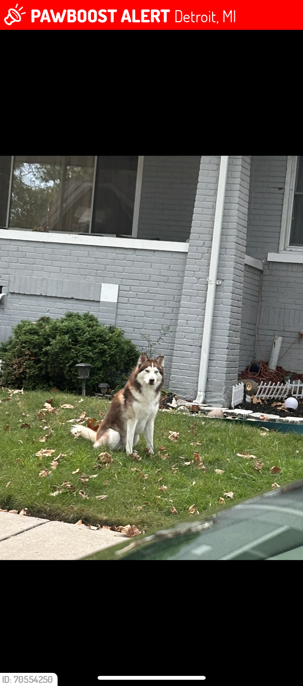 Detroit, MI Lost Male Dog, Blaze Is Missing | PawBoost