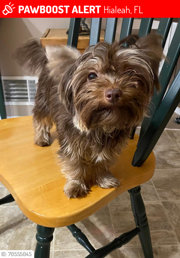 Hialeah, FL Lost Male Dog, Reese Is Missing | PawBoost