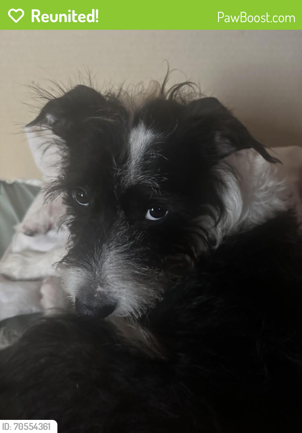 Reunited Male Dog in New York, NY 10030 (ID: 70554361) | PawBoost