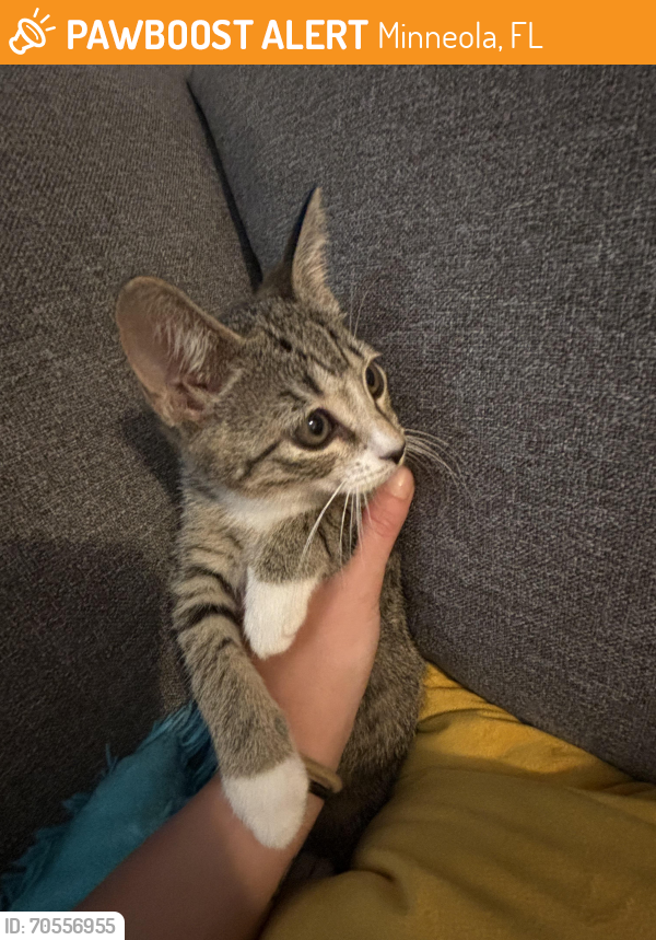 Minneola, FL Stray Female Cat Found Near Us highway 27 | PawBoost
