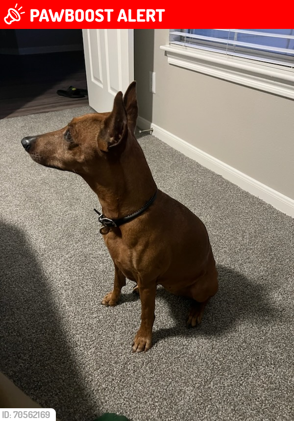 Colorado Springs, CO Lost Female Dog, Toshi Is Missing | PawBoost