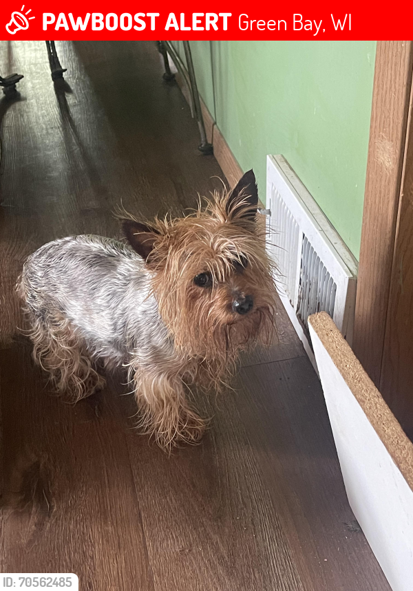 Green Bay, WI Lost Female Dog, Rosie Is Missing | PawBoost
