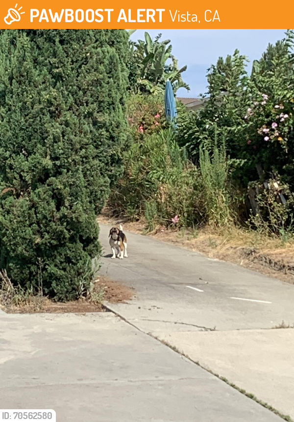 Vista, CA Stray Dog Found Near Rose dr | PawBoost