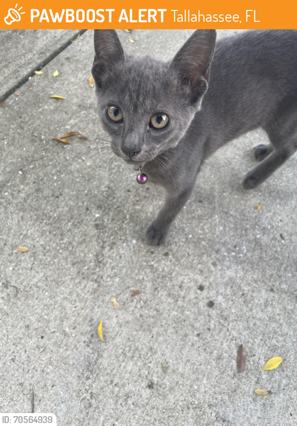 Tallahassee, FL Stray Cat Found Near Florida Capitol | PawBoost