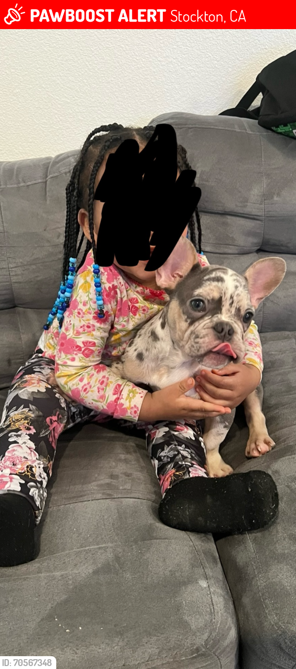 Stockton, CA Lost Female Dog, Princess Is Missing | PawBoost