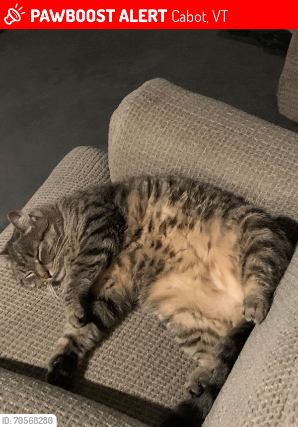 Cabot, VT Lost Female Cat, Milo Is Missing | PawBoost
