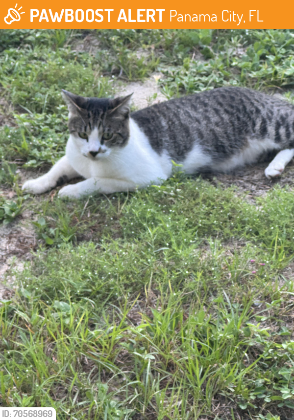 Panama City, FL Stray Cat Found Near 23rd 19 th | PawBoost