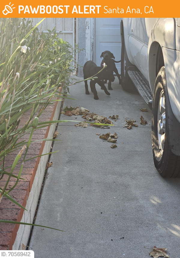 Santa Ana, CA Stray Male Dog Found Near By centennial park, Santa ana | PawBoost