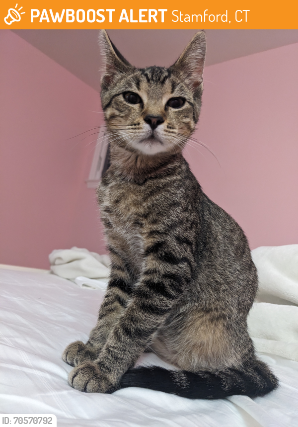 Stamford, CT Stray Male Cat Found Near Chestnut Hill Park, Stamford, CT ...