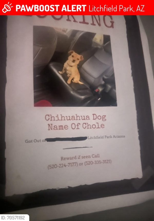 Litchfield Park, AZ Lost Female Dog, Chloe Is Missing | PawBoost