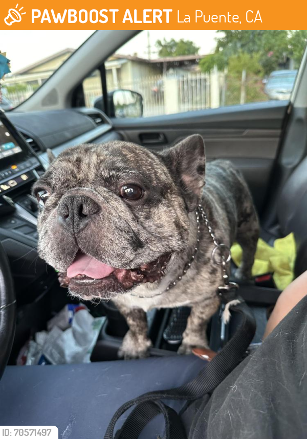 La Puente, CA Stray Male Dog Found Near Salais St / Azusa | PawBoost