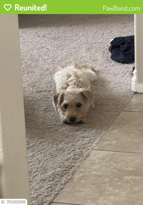 Reunited Female Dog in La Verne, CA 91750 (ID: 70565098) | PawBoost