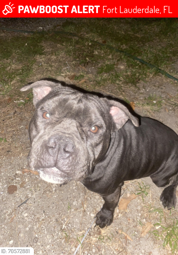 Fort Lauderdale, FL Lost Female Dog, Nova Is Missing | PawBoost