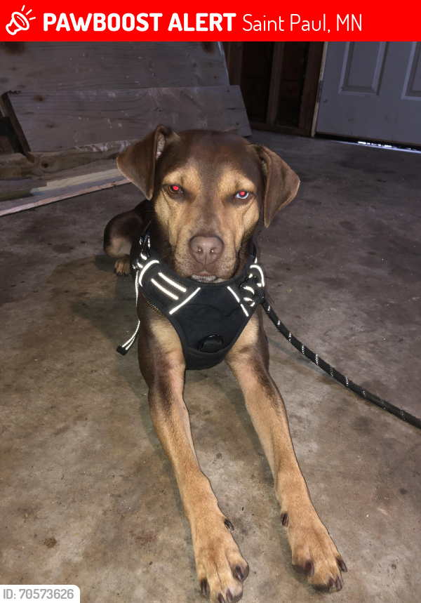 Saint Paul, MN Lost Male Dog, Chase Is Missing | PawBoost