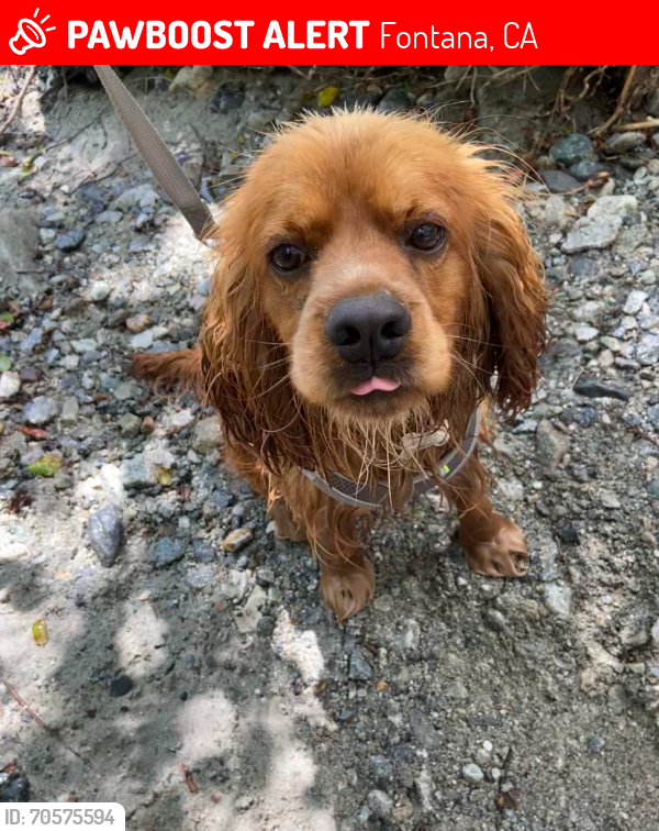 Fontana, CA Lost Male Dog, Canelo Is Missing | PawBoost