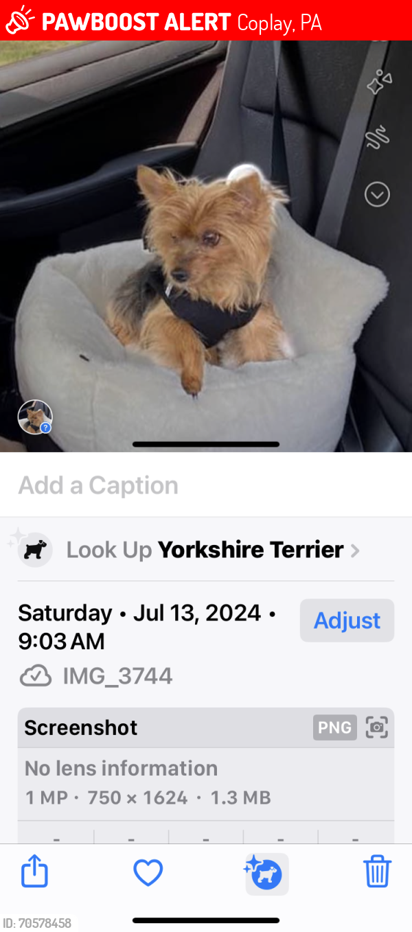 Coplay, PA Lost Female Dog, Zaina Is Missing | PawBoost