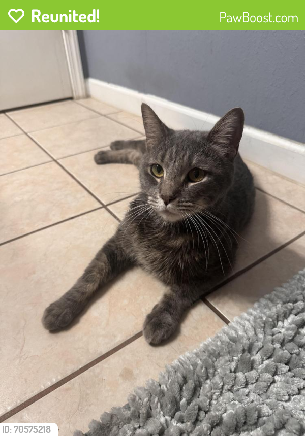 Reunited Male Cat in Lemoore, CA 93245 (ID: 70575218) | PawBoost