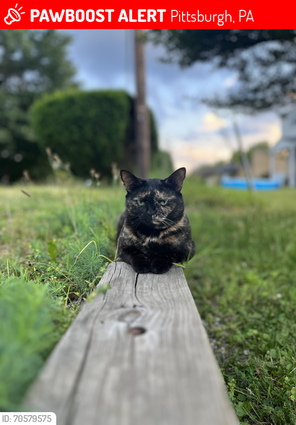 Pittsburgh, PA Lost Female Cat, Beretta Is Missing | PawBoost