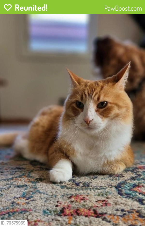 Reunited Male Cat in Minneapolis, MN 55419 (ID: 70575969) | PawBoost