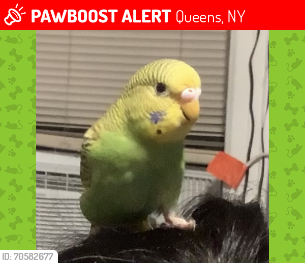 Queens, NY Lost Female Bird, Aria Is Missing | PawBoost