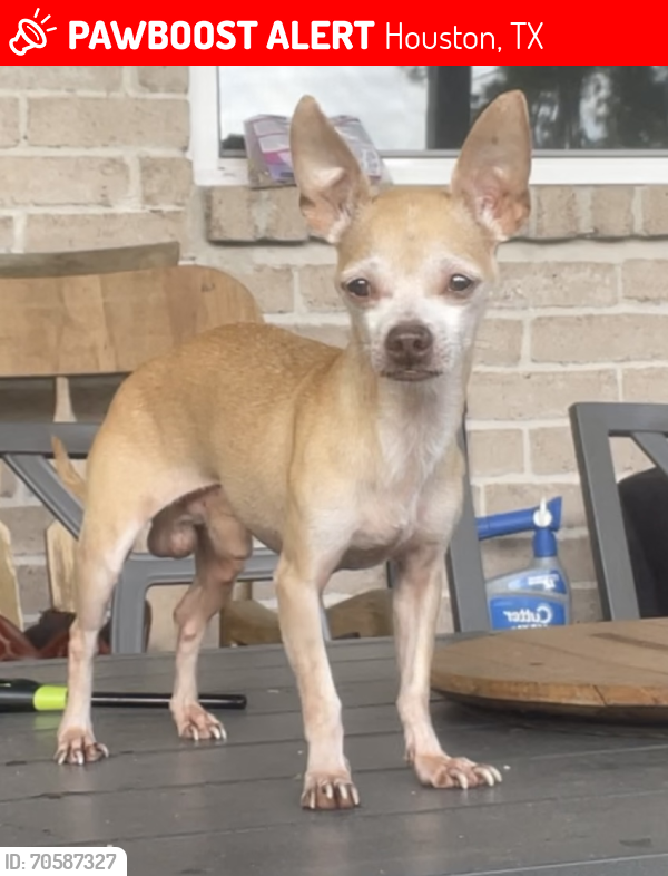 Houston, TX Lost Male Dog, Willy Is Missing | PawBoost