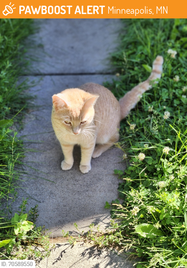 Minneapolis, MN Stray Male Cat Found Near West Broadway and Penn | PawBoost