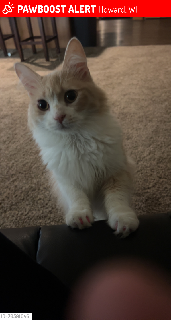 Howard, WI Lost Male Cat, Alfredo Is Missing | PawBoost