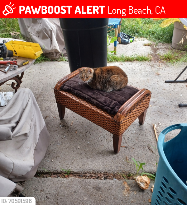 Long Beach, CA Lost Female Cat, Copper Is Missing | PawBoost
