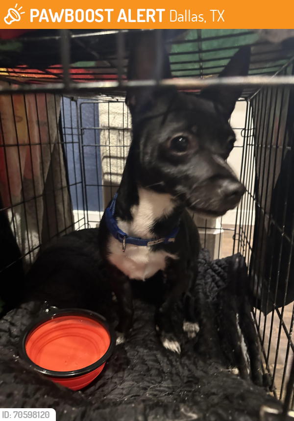 Dallas, TX Stray Male Dog Found Near Exall Park - 1355 Adair St, Dallas ...